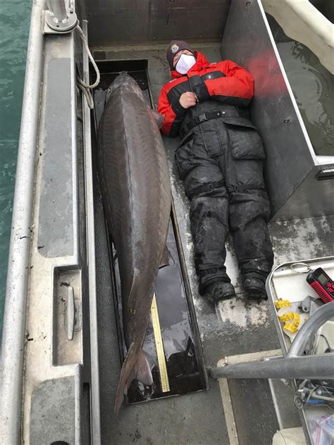 河中捕撈百歲長壽鱘魚 108公斤超巨體型專家都看呆 搜奇 網推