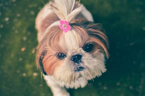 ¿qué Diferencias Hay Entre Perros Y Perras