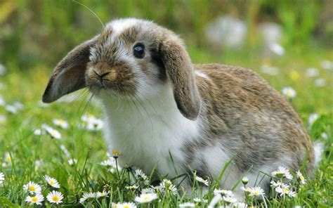 Download Grey White Cute Bunny Picture Wallpapers Com