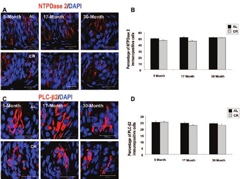 Expression Of Nucleoside Triphosphate Diphosphohydrolase 2 Ntpdase2 Download Scientific