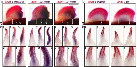 Hoxd Expression In The Fin Fold Compartment Of Paddlefish Ab