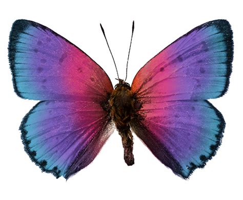 Mariposas El Portal De Las Mariposas