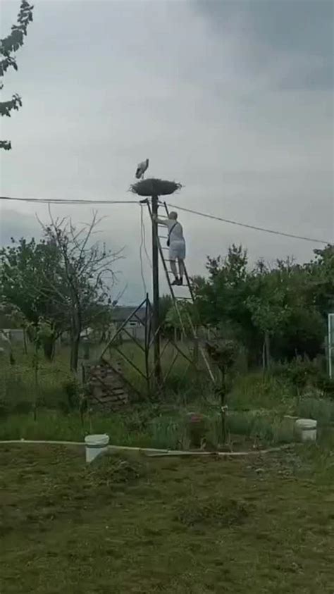 La Cigüeña Ha Agradecido Al Hombre Que Le Devolvió Su Pollo Fili