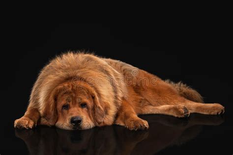 Tibetan Mastiff On Black Background