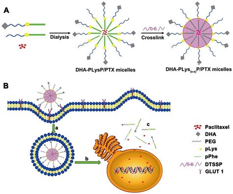 The Development Of Ptx Loaded Targeted Cross Linked Polymeric Micelles Download Scientific