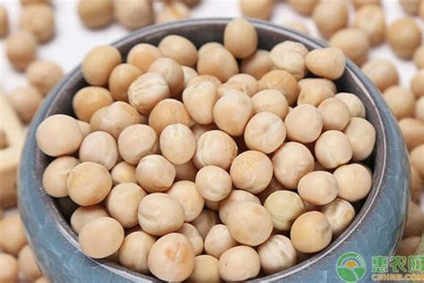 干豌豆有什么功效作用2019干豌豆价格多少钱一吨 惠农网
