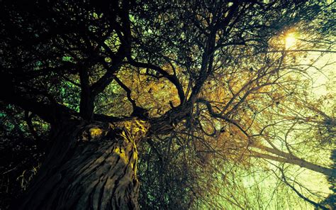 Papel De Parede Luz Solar Árvores Floresta Natureza Reflexão