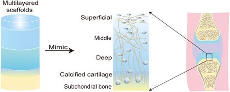 Advances And Prospects In Biomimetic Multilayered Scaffolds For Articular Cartilage Regeneration