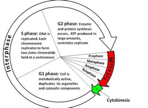 9 Cell Divisionmitosis Aka Somatic Cell Division Flashcards Quizlet