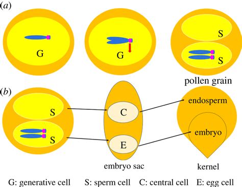 Nondisjunction Diagram