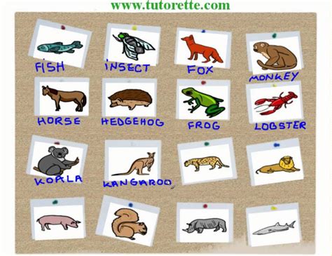 Curso De Ingles Animais Em Ingles PART 1 YouTube