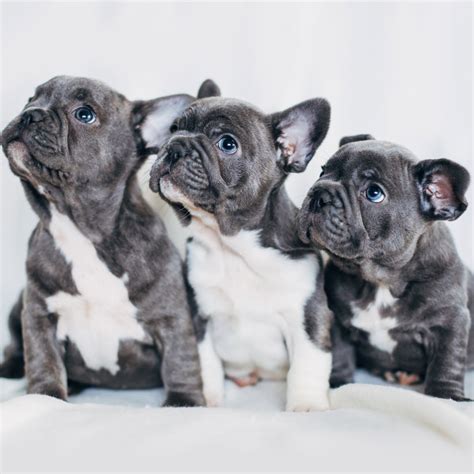 1 French Bulldog Puppies For Sale In Florida