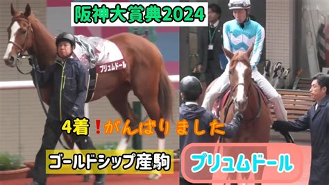 【ゴールドシップ産駒】新パートナー・リュージと健闘した今日も元気で可愛いプリュムドールちゃん【阪神大賞典2024】 Youtube