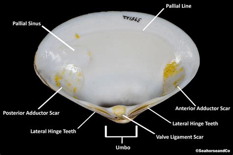 New Video Released Parts Of A Bivalve Shell