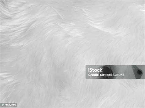 화이트 클린 울 텍스처 배경 가벼운 천연 양털 백색 이음새가 없는 면 디자이너를위한 푹신한 모피의 질감 클로즈업 조각 화이트 울