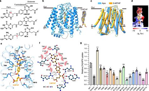 Molecular Mechanism Of Substrate Recognition By Folate Transporter