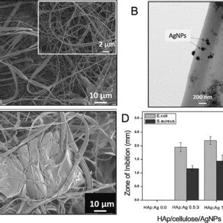 A SEM And B TEM Images Of HAp Cellulose AgNPs Composites C SEM Download Scientific
