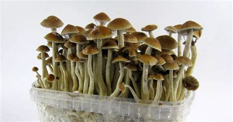 Brits Are Having Amazing Sex Eating Magic Mushrooms To Get Through
