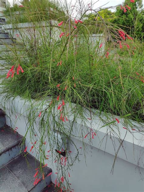 Bush Of Red Firecracker Flowers Russelia Stock Image Image Of