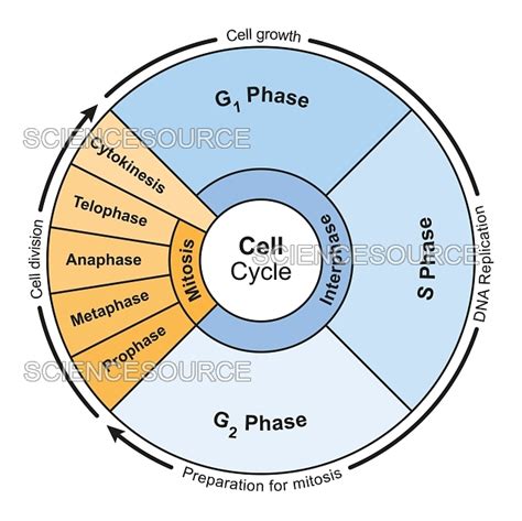 Cell Cycle Diagram Clipart Best Cell Cycle Diagram Clipart Best
