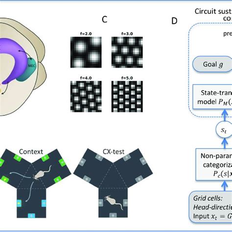 spatial navigation in rodents functional organization scenario and