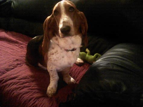 Our Girls Lowdown Love Basset Hounds
