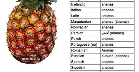How Pineapples Got Their Name Imgur