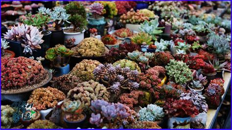 다육 겨울 베란다에서 키울때 중요한 3가지 포인트만 알고 있다면 건강하게 키울수 있습니다 다양한 팁 방출how To Grow Succulents たにくしょくぶつ