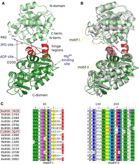 Crystal Structures Of Putative Phosphoglycerate Kinases From B Anthracis And C Jejuni
