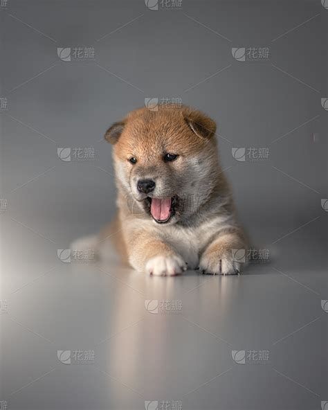 柴犬小狗