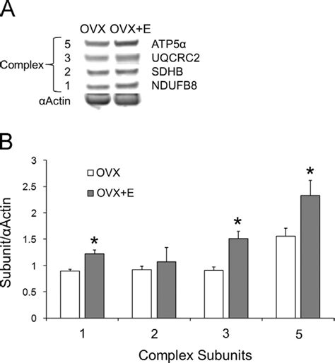 Effect Of In Vivo Estrogen Treatment On Protein Levels Of Mitochondrial