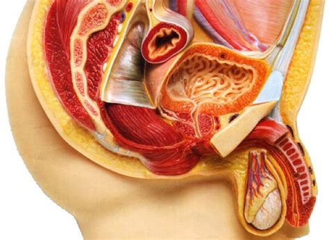 Diagram Of Lsb255 Male Reproductive System Sagittal View Quizlet