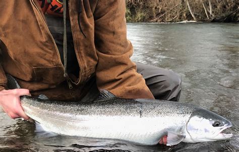 6 Effective Ways To Target Late Season Summer Steelhead GearJunkie