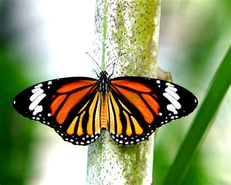 Beautiful Butterfly Butterflies Photo 16959436 Fanpop Page 11
