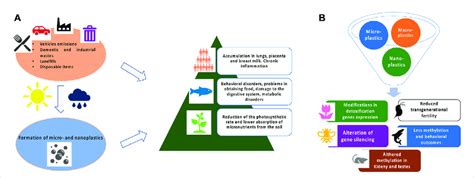 A Schematic Representation Of Mps And Nps Formation And General