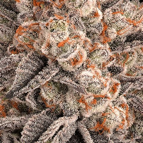 Frosted Zinn X 3 Bears Og Auto Nordland Seeds Skunkfrø And Cannabisfrø