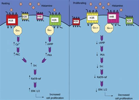 Histamine Signaling Pathway At Nancy Mcdaniel Blog