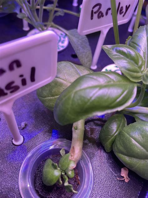 Whats Going On With My Basil Plant Stem Rhydroponics