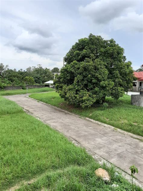 Indian Mango Tree At Lily Wright Blog