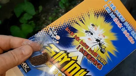 개미 제거제개미제로를 개미집굴 입구에 놓고 4일 간 관찰 Youtube