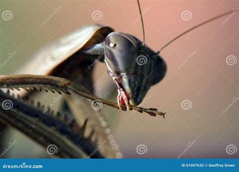 Praying Mantis Macro Mandible Stock Image Image Of Angle