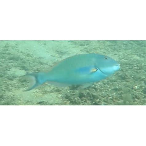 Princess Parrotfish Scarus Taeniopterus