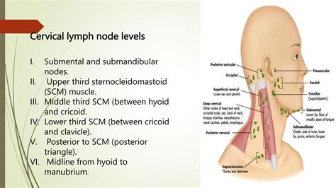Neck Exampptx Cervical Lymph Node Examination Ppt