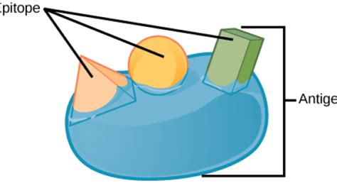Difference Between Antigen And Pathogen Definition Characteristics Types