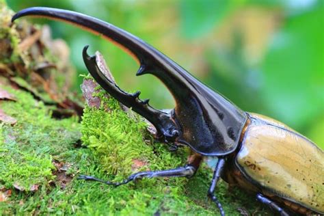 Hercules Beetle Flying