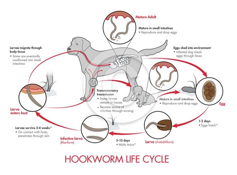 Hookworm Facts Life Cycle Picture Treatment