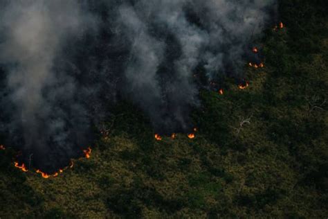 Quase 5 Milhões De Hectares De Floresta Na Amazônia Já Foram Queimados