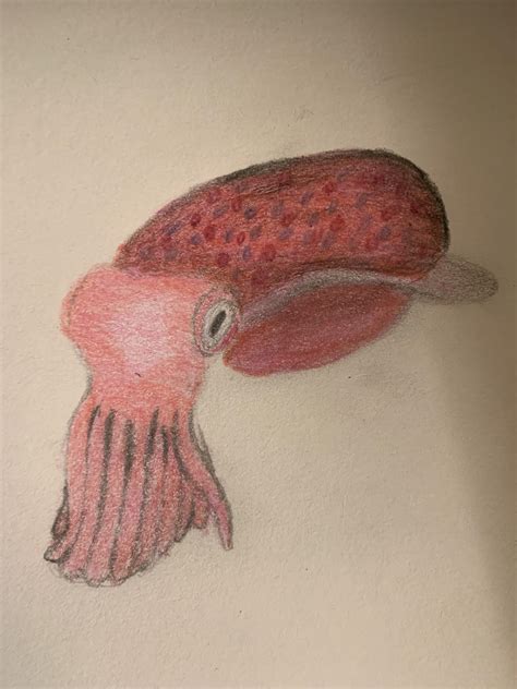 Bobtail Squid Rdrawing