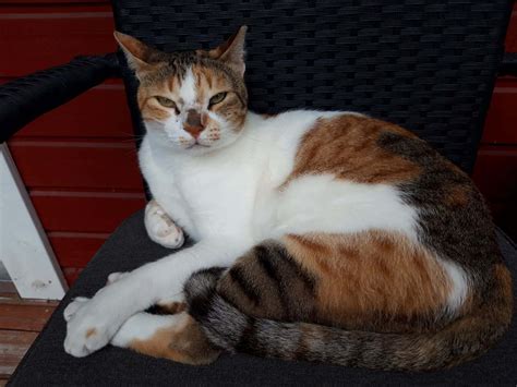 How Long Will A Cat Hide If Scared Real Life Examples The Cat