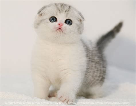 스코티쉬폴드분양스코시폴드분양스코티쉬폴드고양이스코티시고양이고양이분양 네이버 블로그